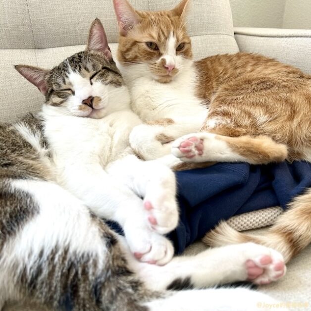 [美國貓鮮食] Alnutrin 預拌粉自製貓鮮食：3個版本介紹、用法、價格分析、客服體驗 - Joyce的美國故事